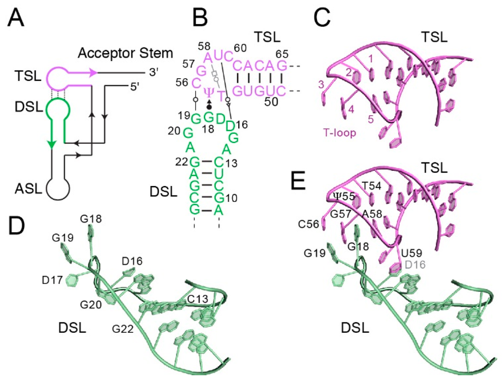 The tRNA Elbow in Structure, Recognition and Evolution