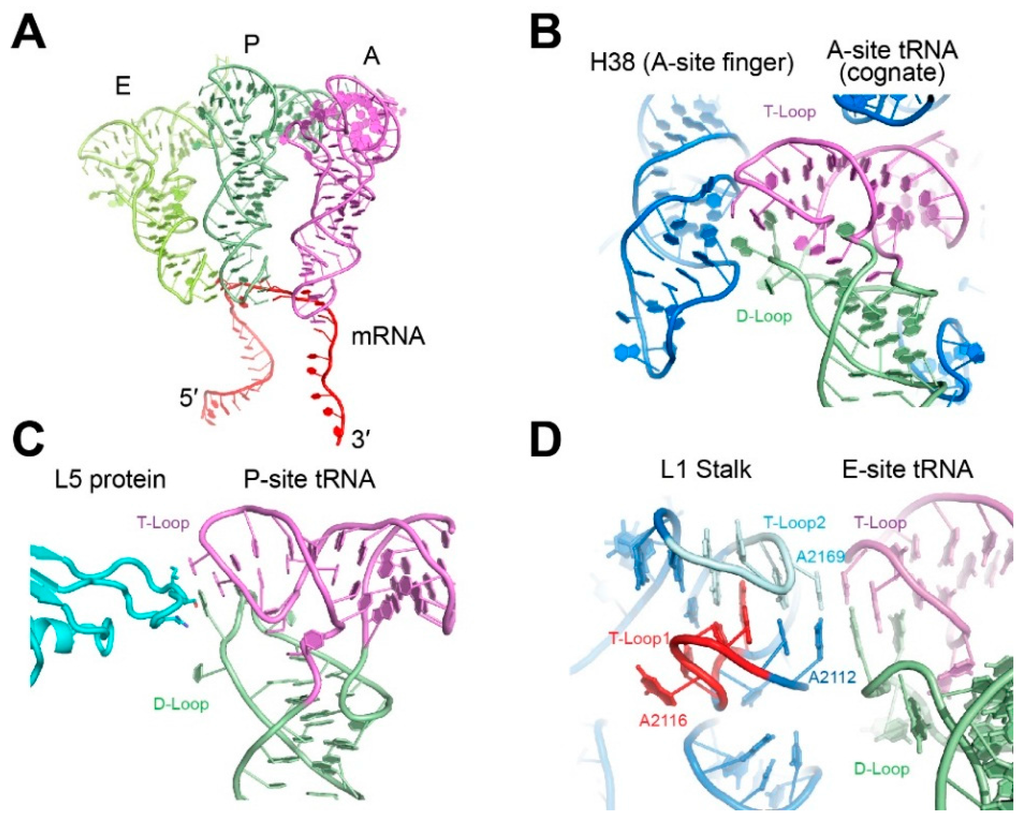 The tRNA Elbow in Structure, Recognition and Evolution