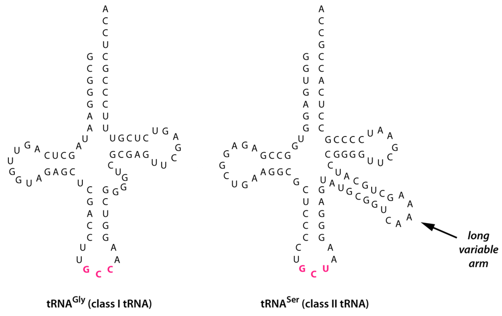 Clues to tRNA Evolution from the Distribution of Class II tRNAs and ...