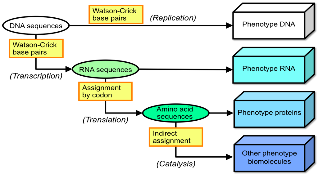 A Hypothesis: Life Initiated from Two Genes, as Deduced from the RNA ...