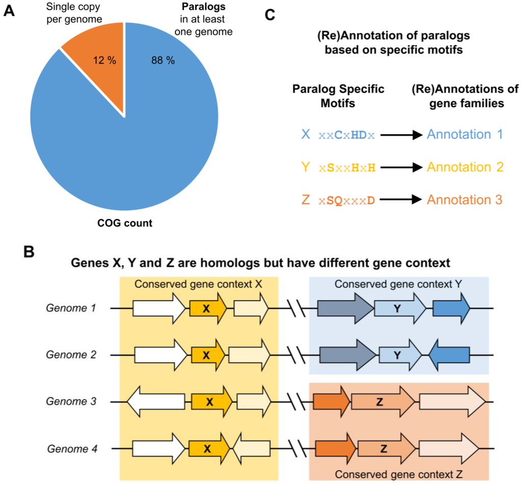 Life | Free Full-Text | Functional Annotations of Paralogs: A Blessing ...
