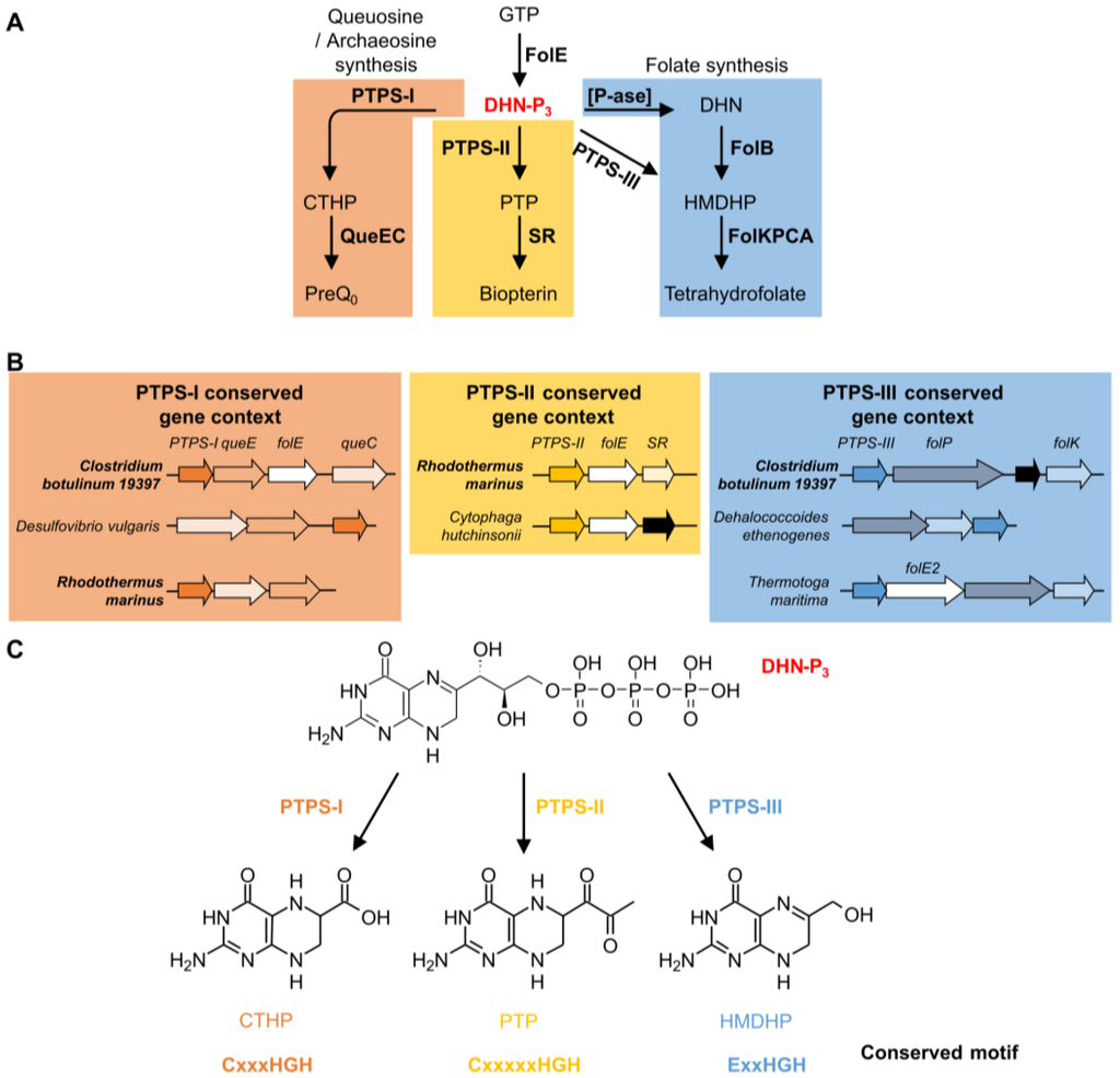 Functional Annotations of Paralogs: A Blessing and a Curse