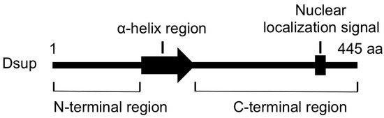 DNA Protection Protein, a Novel Mechanism of Radiation Tolerance ...