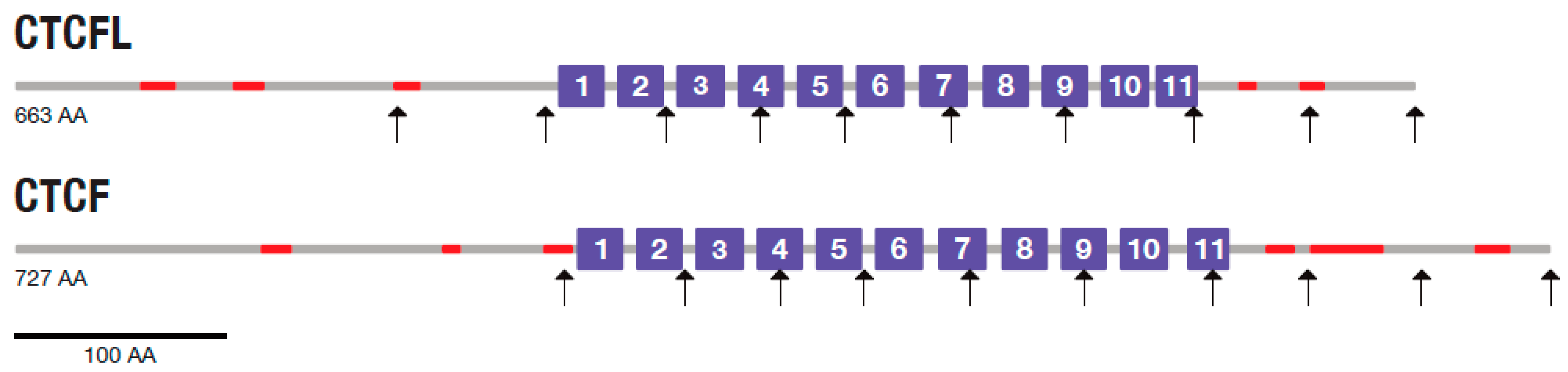 Life | Free Full-Text | The Diverging Routes of BORIS and CTCF: An ...
