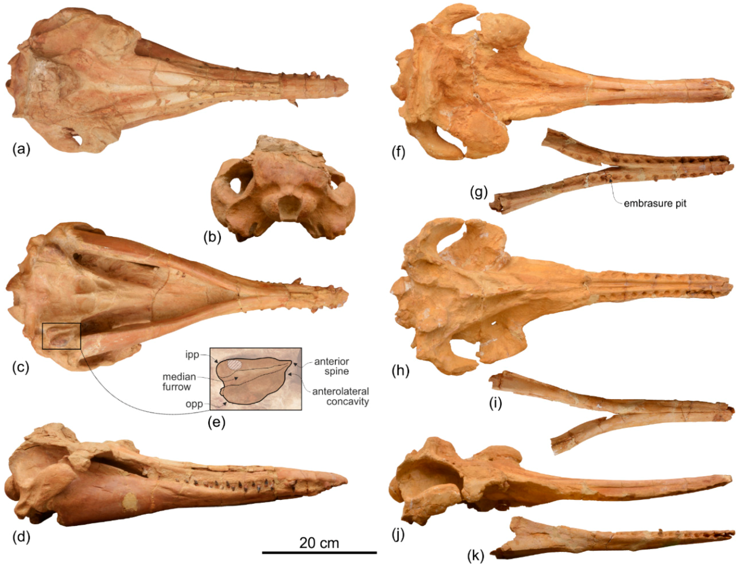 Extensive Diversity and Disparity of the Early Miocene Platanistoids ...