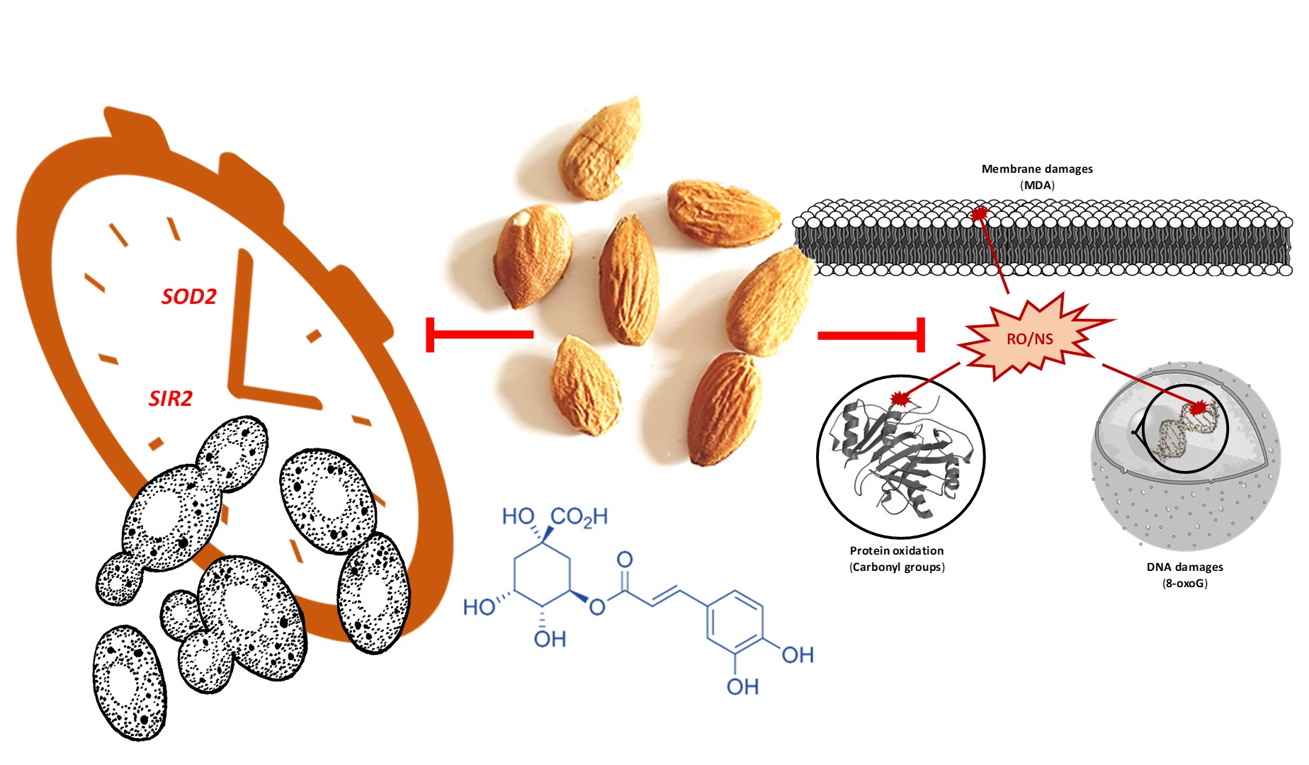 Life | Free Full-Text | Almond Skin Extracts and Chlorogenic Acid Delay ...