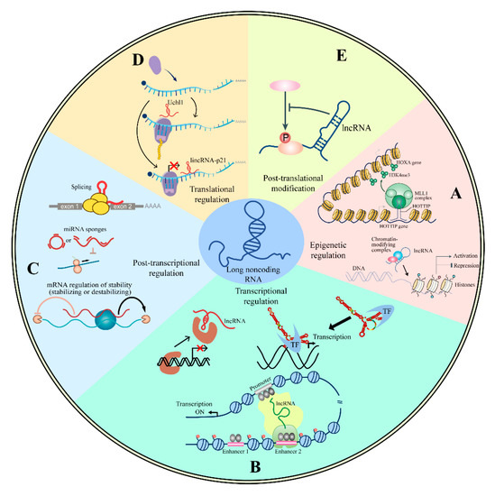 Emerging Roles of Long Non-Coding RNAs in Renal Fibrosis