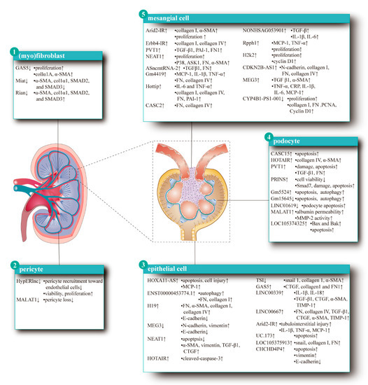 Emerging Roles of Long Non-Coding RNAs in Renal Fibrosis