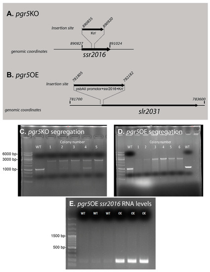 Over Expression of the Cyanobacterial Pgr5-Homologue Leads to ...