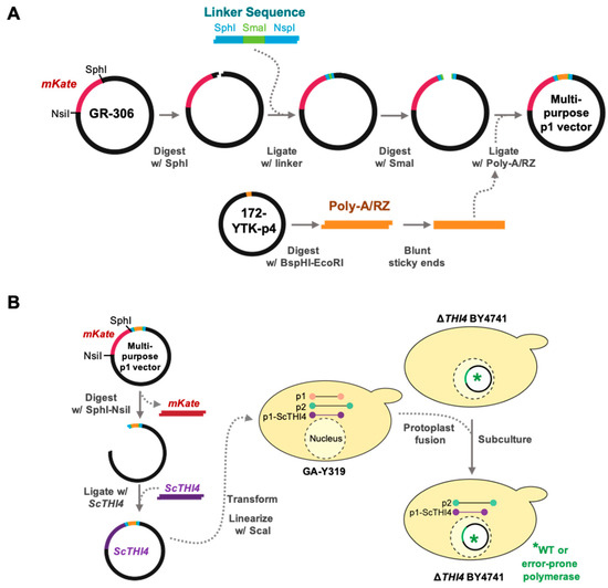Potential for Applying Continuous Directed Evolution to Plant Enzymes ...