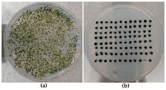 Rapid and Efficient Colony-PCR for High Throughput Screening of ...