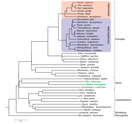 Protein-Coding Genes in Euarchontoglires with Pseudogene Homologs in Humans