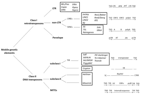 Mobile Elements in Ray-Finned Fish Genomes