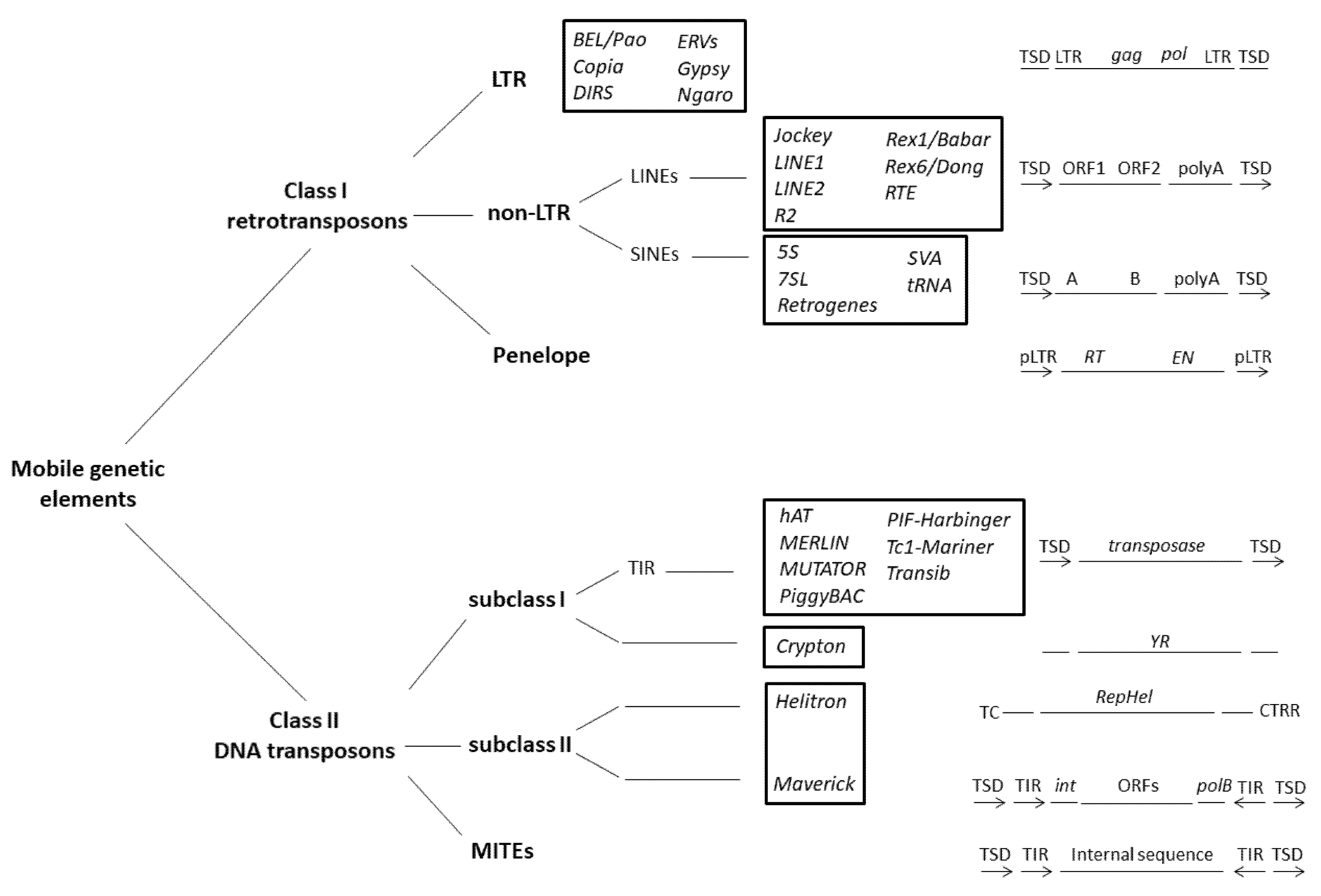 Mobile Elements in Ray-Finned Fish Genomes