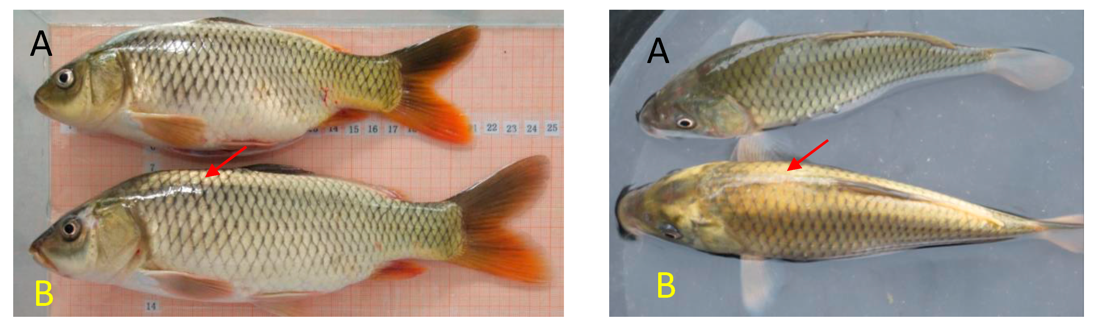 Life | Free Full-Text | ITRAQ Proteomic Analysis of Yellow and Black ...