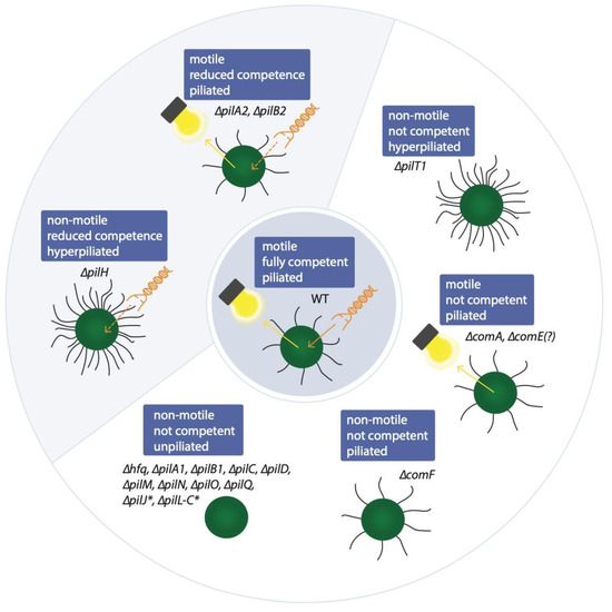Function and Benefits of Natural Competence in Cyanobacteria: From ...