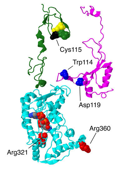 Analysis of Human Mutations in the Supernumerary Subunits of Complex I