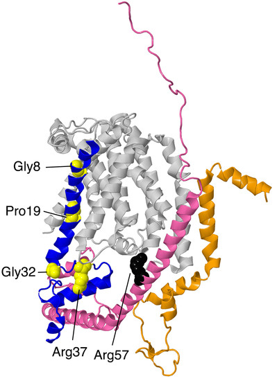 Analysis of Human Mutations in the Supernumerary Subunits of Complex I