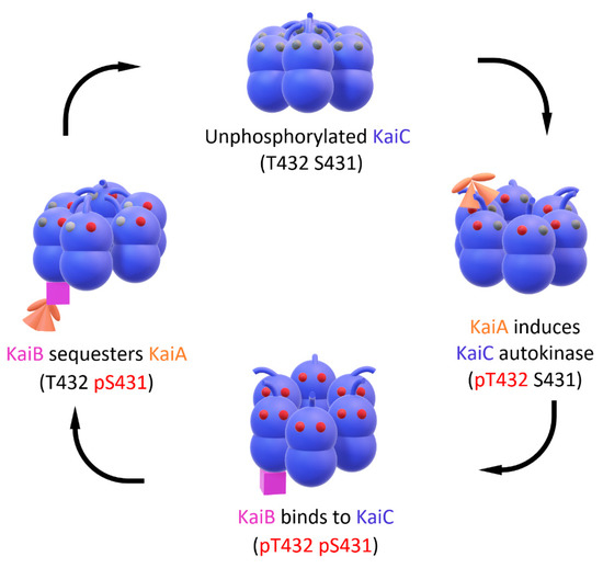 The Circadian Clock—A Molecular Tool for Survival in Cyanobacteria