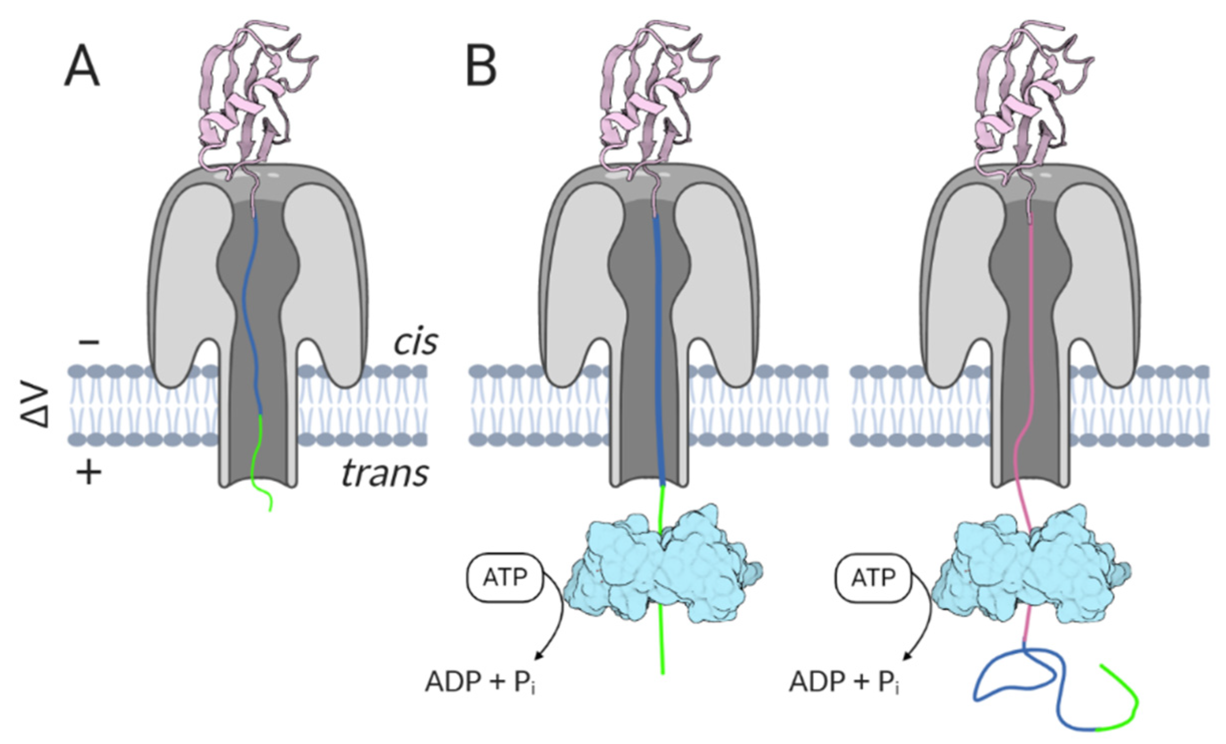 Biological Nanopores: Engineering on Demand