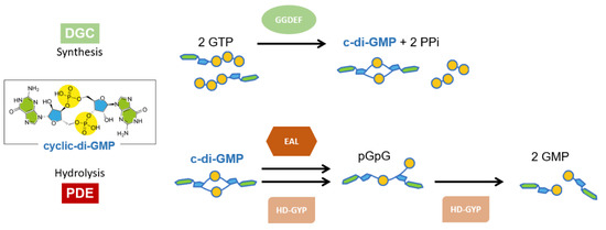 Studying GGDEF Domain in the Act: Minimize Conformational Frustration ...