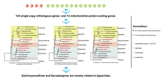 Life | Special Issue : Molecular Phylogenetics and Mitochondrial Evolution