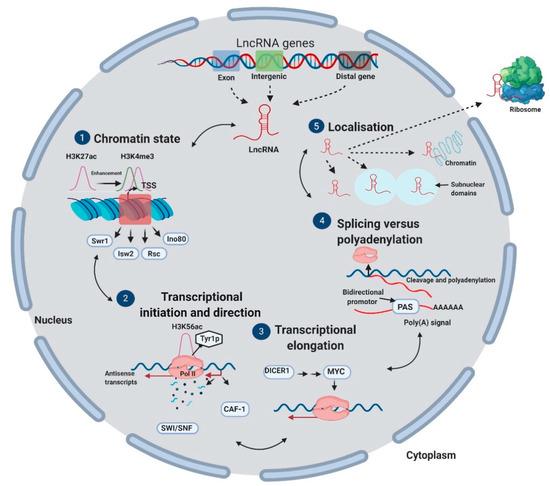 Long Non-Coding RNAs and Their Potential Roles in the Vector–Host ...