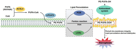 The Multifaceted Regulation of Mitochondria in Ferroptosis