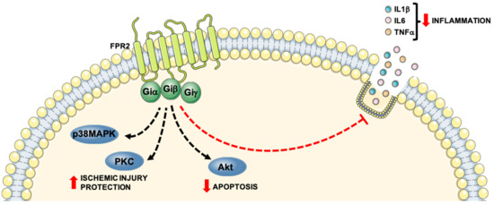 Regulation of Inflammation and Oxidative Stress by Formyl Peptide ...