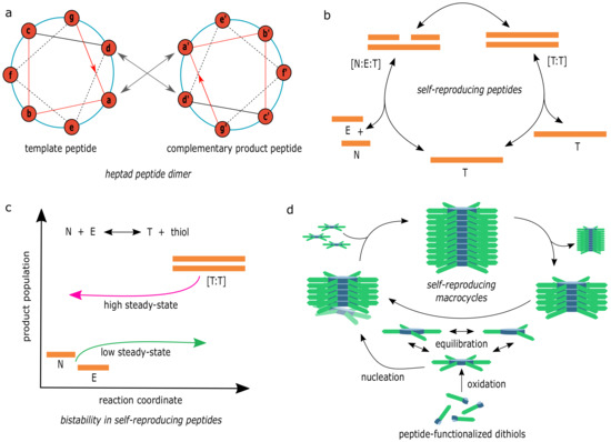 Self-Reproduction and Darwinian Evolution in Autocatalytic Chemical ...