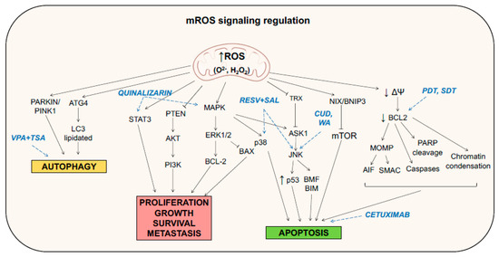 Mitochondrial Dynamics, ROS, and Cell Signaling: A Blended Overview