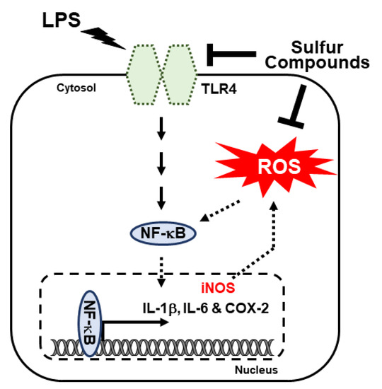 Life Free Full Text Natural Sulfurs Inhibit Lps Induced