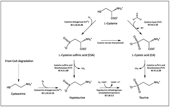 A Novel, Easy Assay Method for Human Cysteine Sulfinic Acid Decarboxylase