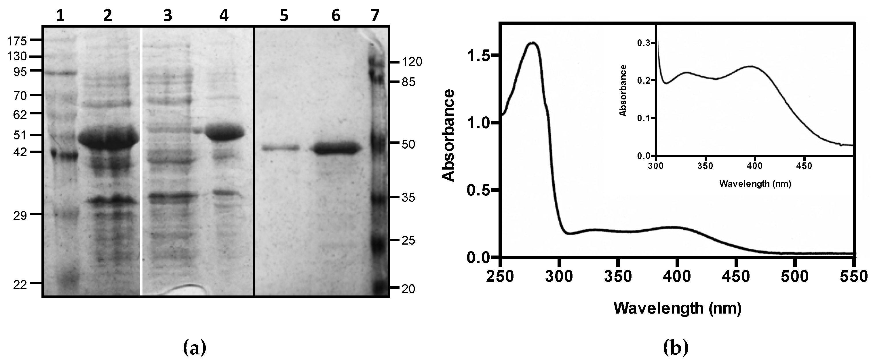 A Novel, Easy Assay Method for Human Cysteine Sulfinic Acid Decarboxylase
