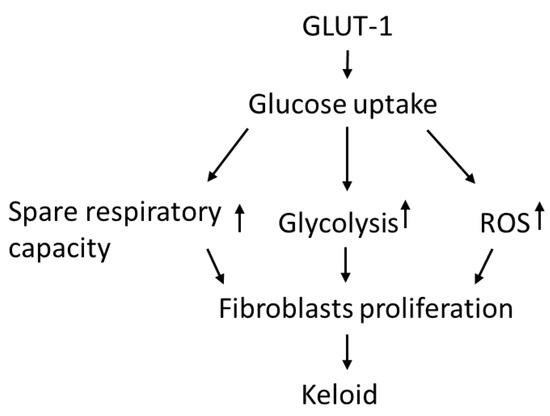 GLUT-1 Enhances Glycolysis, Oxidative Stress, and Fibroblast ...