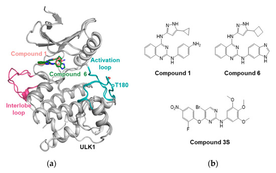A Structural Approach into Drug Discovery Based on Autophagy
