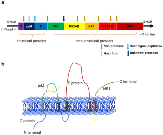 Flavivirus: From Structure to Therapeutics Development