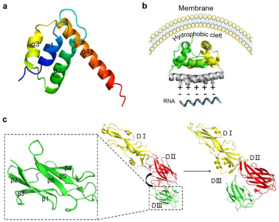 Flavivirus: From Structure to Therapeutics Development
