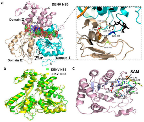Flavivirus: From Structure to Therapeutics Development