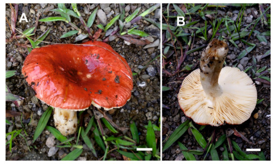 Description of the Fifth New Species of Russula subsect. Maculatinae ...