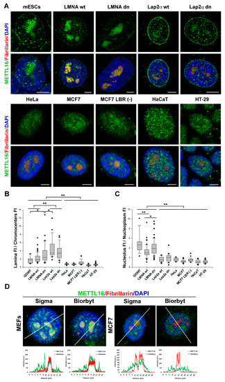Localization of METTL16 at the Nuclear Periphery and the Nucleolus Is ...
