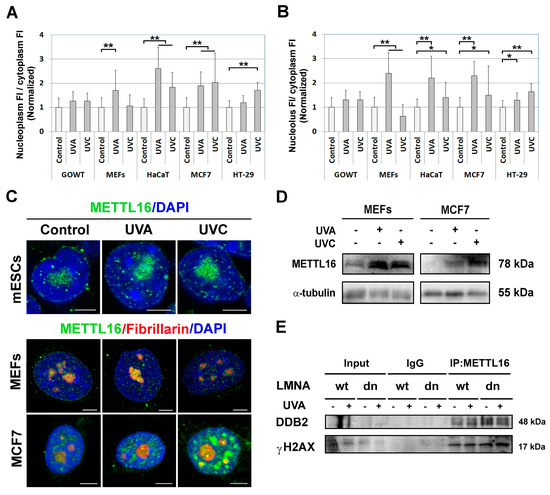 Localization of METTL16 at the Nuclear Periphery and the Nucleolus Is ...
