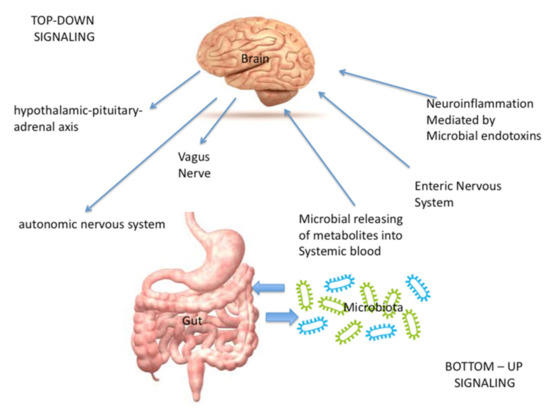 Microbiota Gut–Brain Axis in Ischemic Stroke: A Narrative Review with a ...