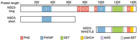 Structure, Activity and Function of the NSD3 Protein Lysine ...