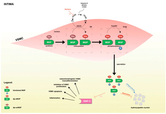 Life | Free Full-Text | Role of Matrix Gla Protein in the Complex ...