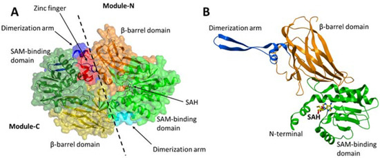 Structure and Function of Protein Arginine Methyltransferase PRMT7