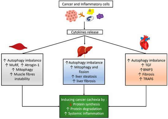 The Role of Autophagy Modulated by Exercise in Cancer Cachexia