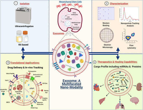 Life | Free Full-Text | Mesenchymal Stem Cell-Derived Exosomes as an ...