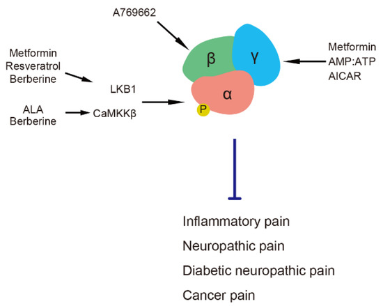 Roles of AMPK and Its Downstream Signals in Pain Regulation