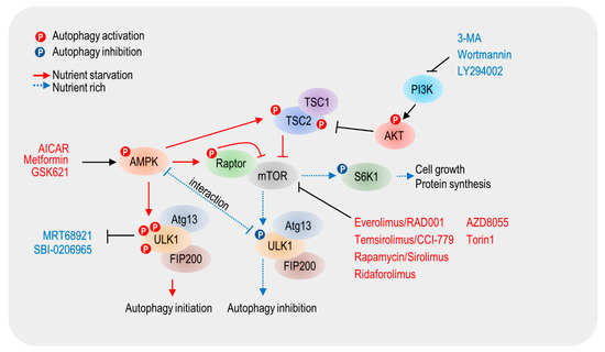 Autophagy Modulators in Cancer: Focus on Cancer Treatment